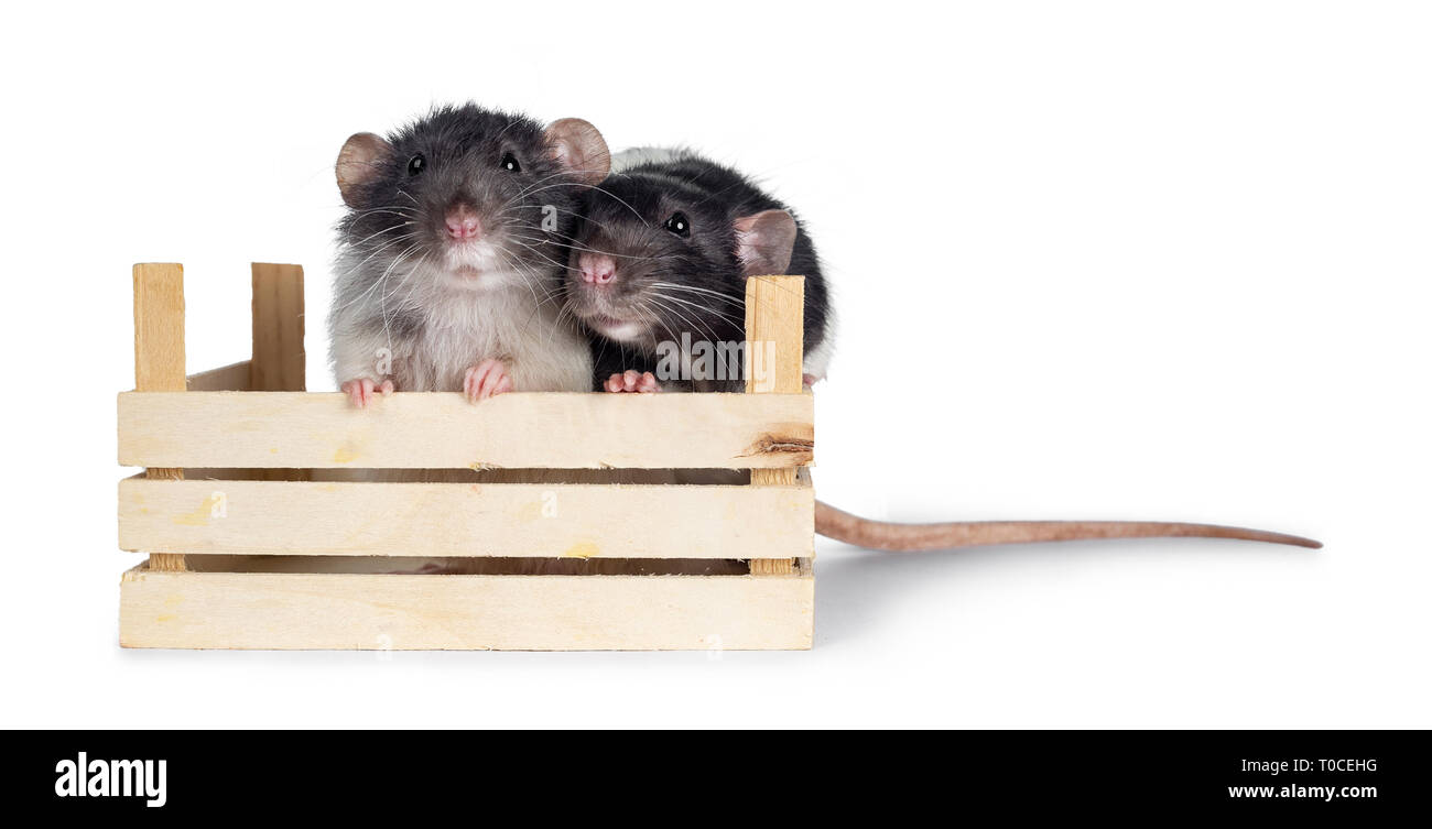 Dumbo rats Cut Out Stock Images & Pictures - Alamy