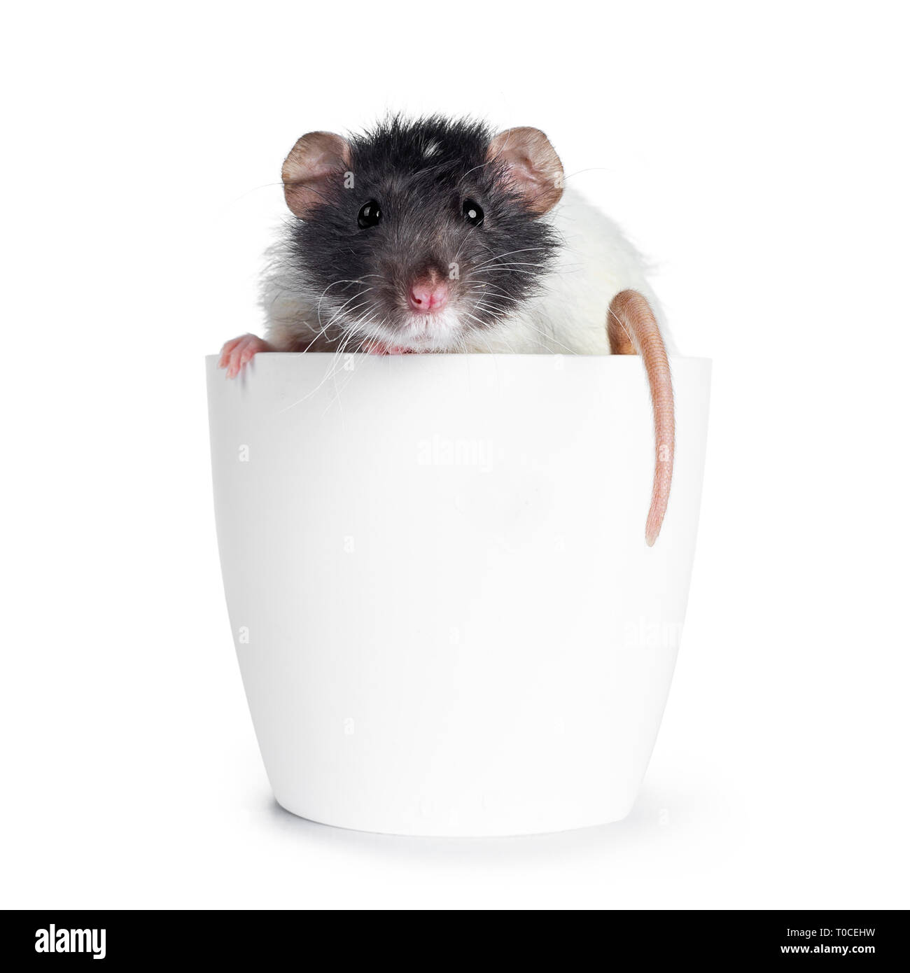 Grey rat sitting white background Cut Out Stock Images & Pictures - Alamy