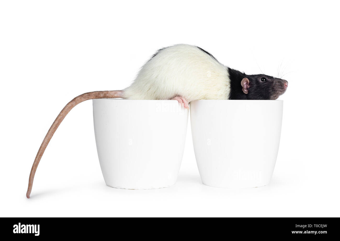 Black Eyed White Dumbo Rat at Matilda Howard blog