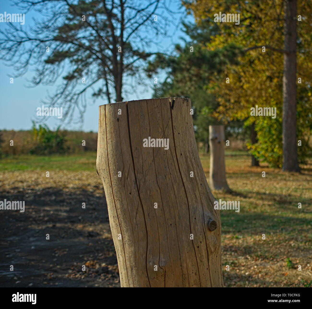 Trunk without bark hi-res stock photography and images - Alamy