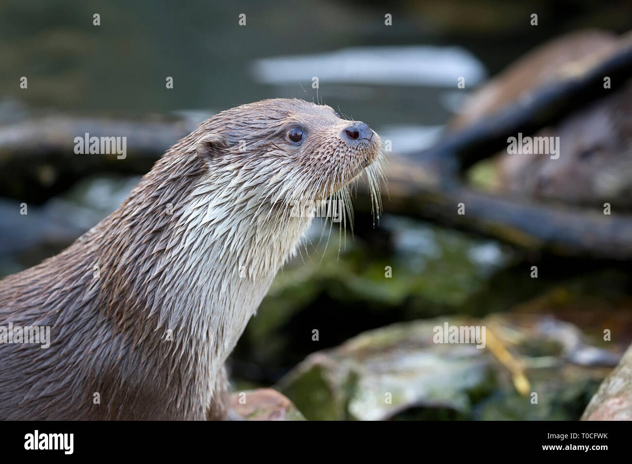 Weasel in the wild, a portrait Stock Photo - Alamy