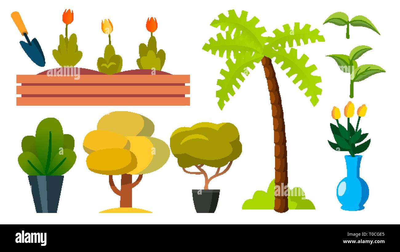 Rain tree seedling Stock Vector Images - Alamy