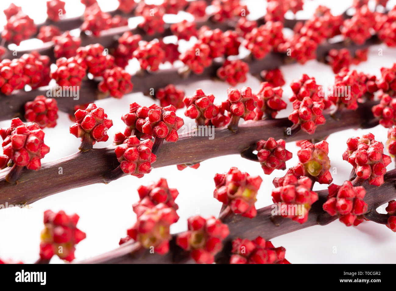 side view red beautiful flowers on white Stock Photo - Alamy