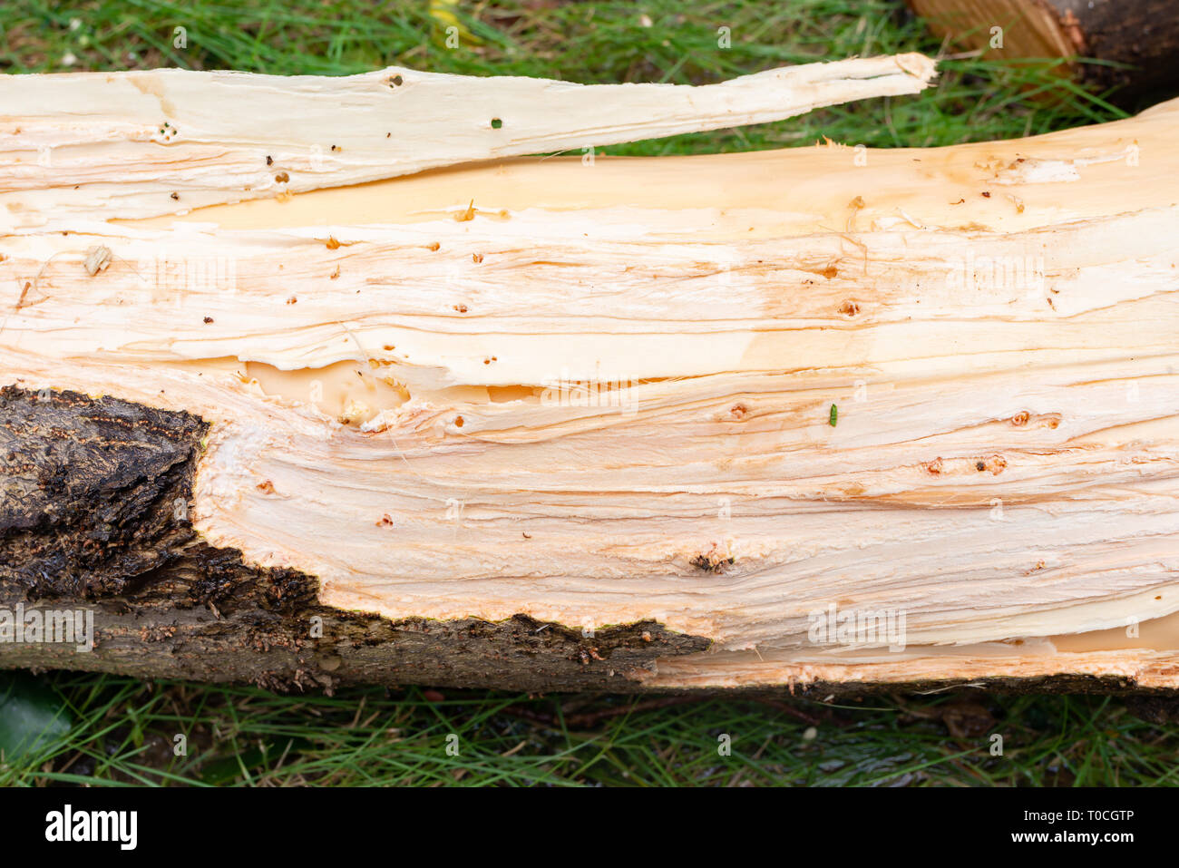 tree with damaged bark close up Stock Photo - Alamy