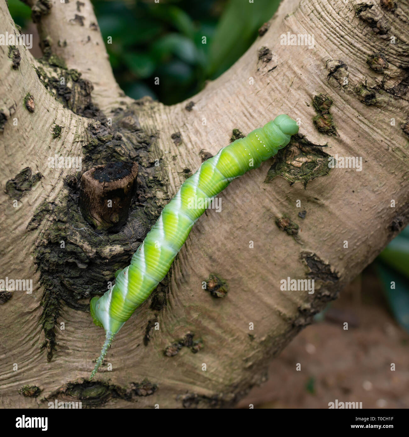 Green worm hi-res stock photography and images - Alamy