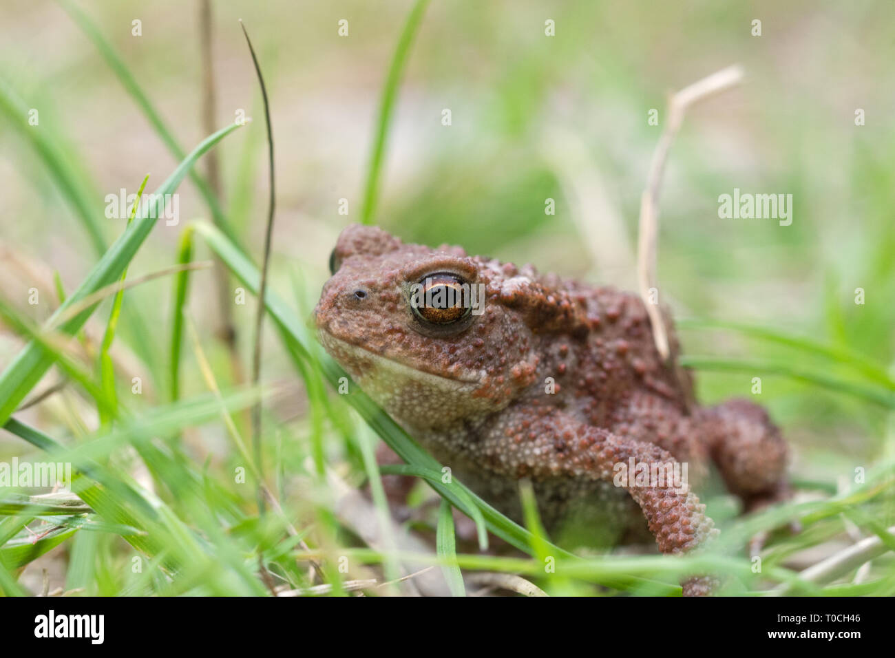Slimy frog hi-res stock photography and images - Alamy