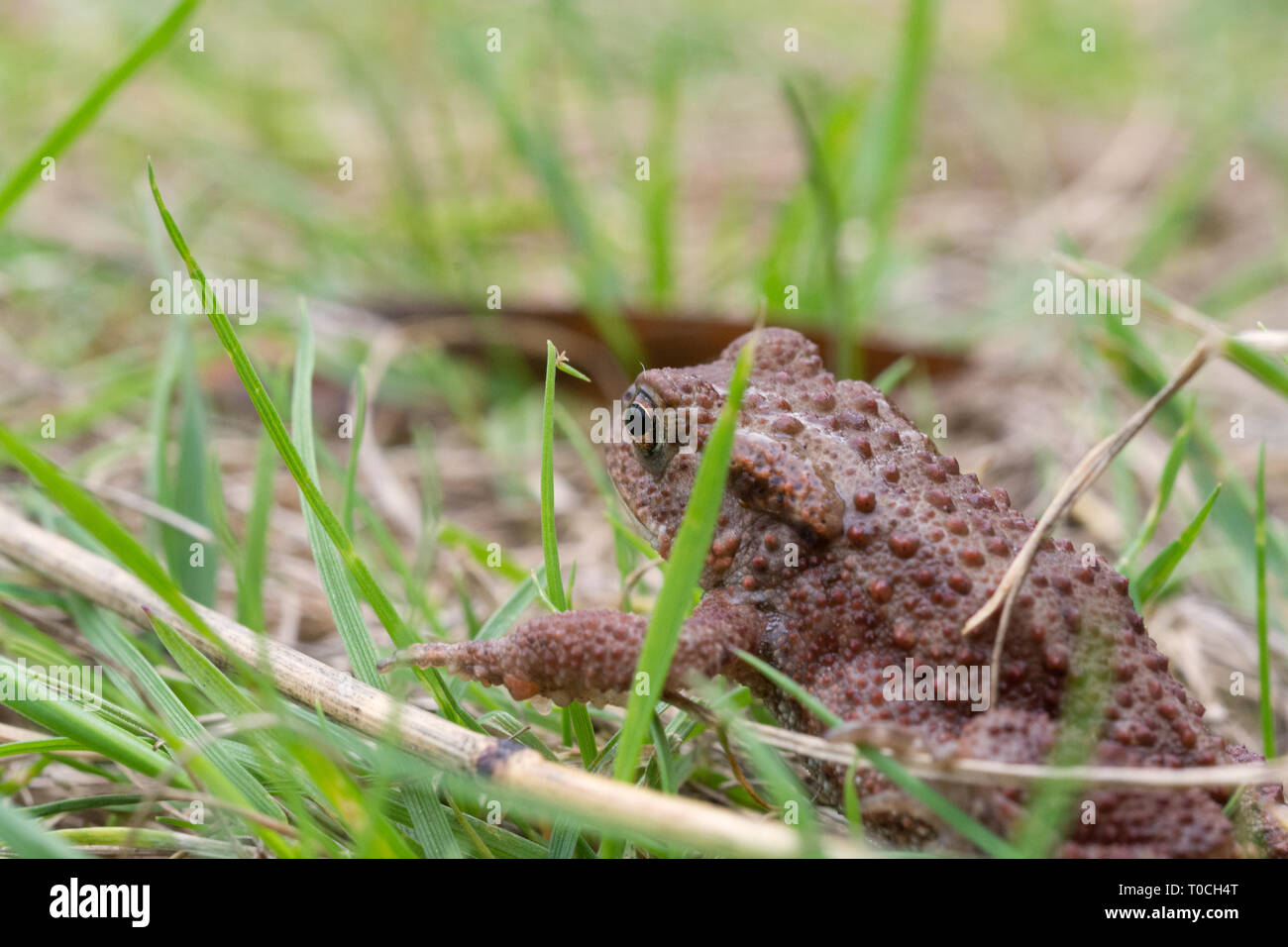See through frog hi-res stock photography and images - Alamy