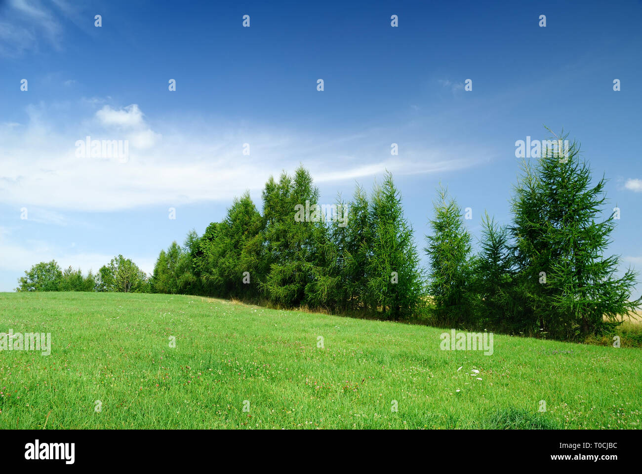Landscape, view of green rolling fields, blue sky and white clouds in ...