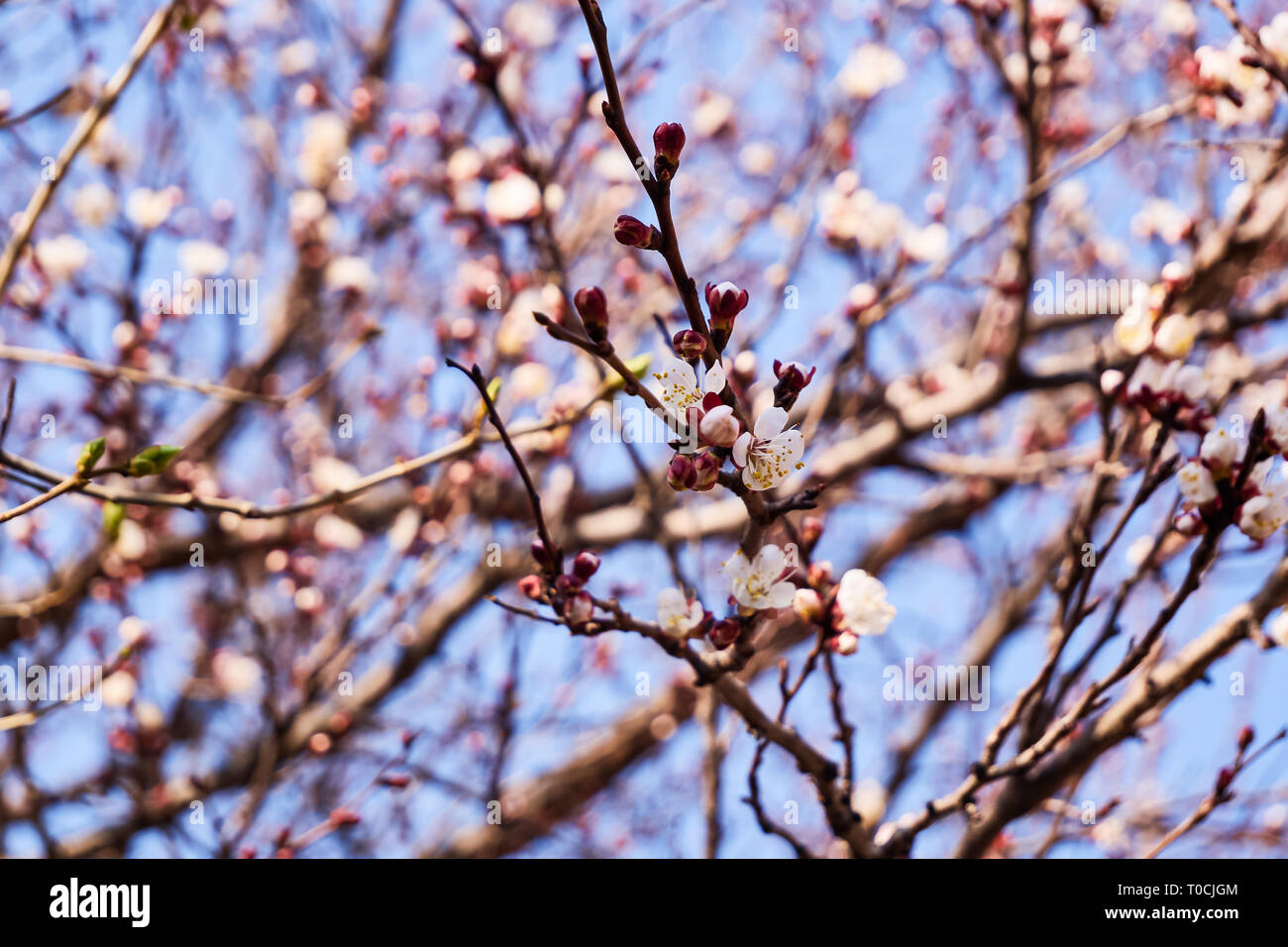 Blossom tree over nature background/ Spring flowers/Spring Background ...