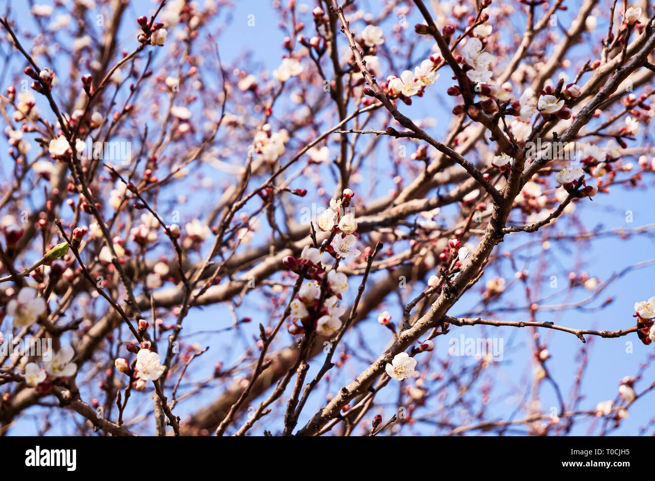 Blossom tree over nature background/ Spring flowers/Spring Background ...