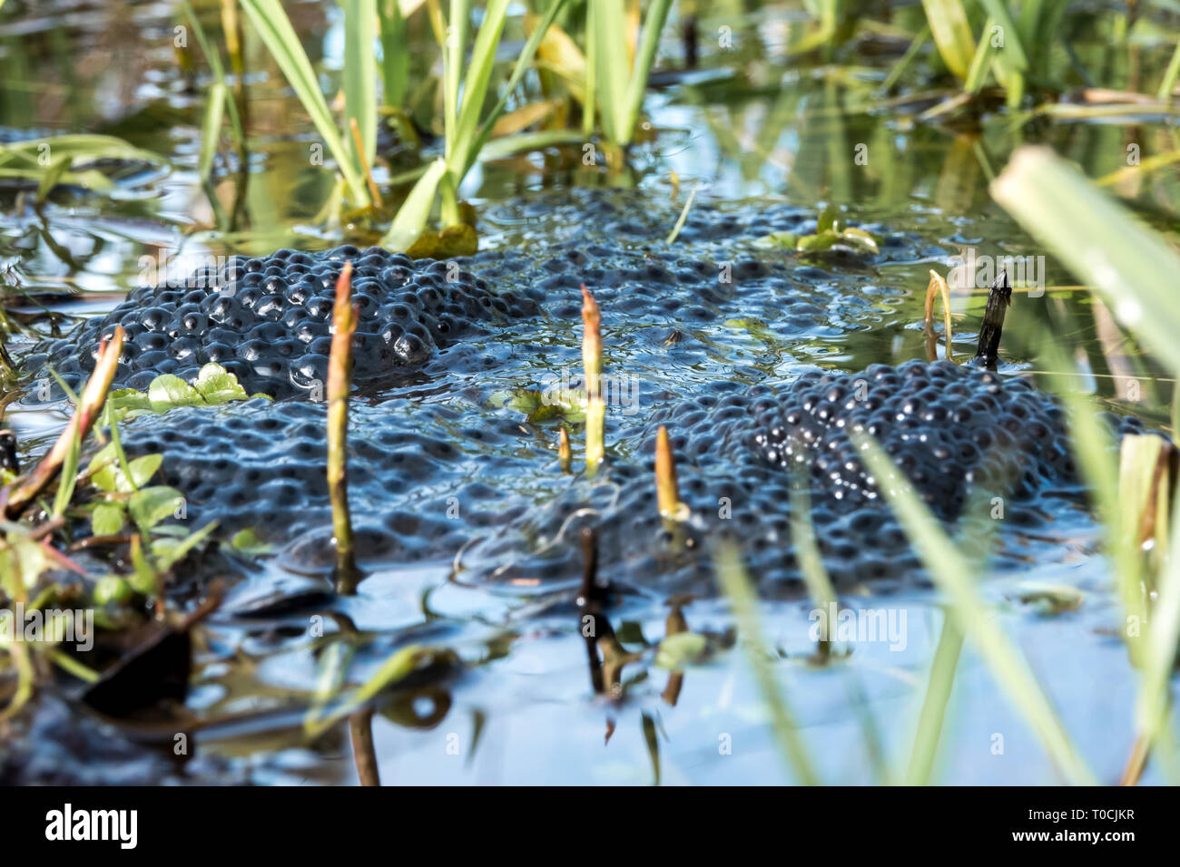 Tiffey hi-res stock photography and images - Alamy