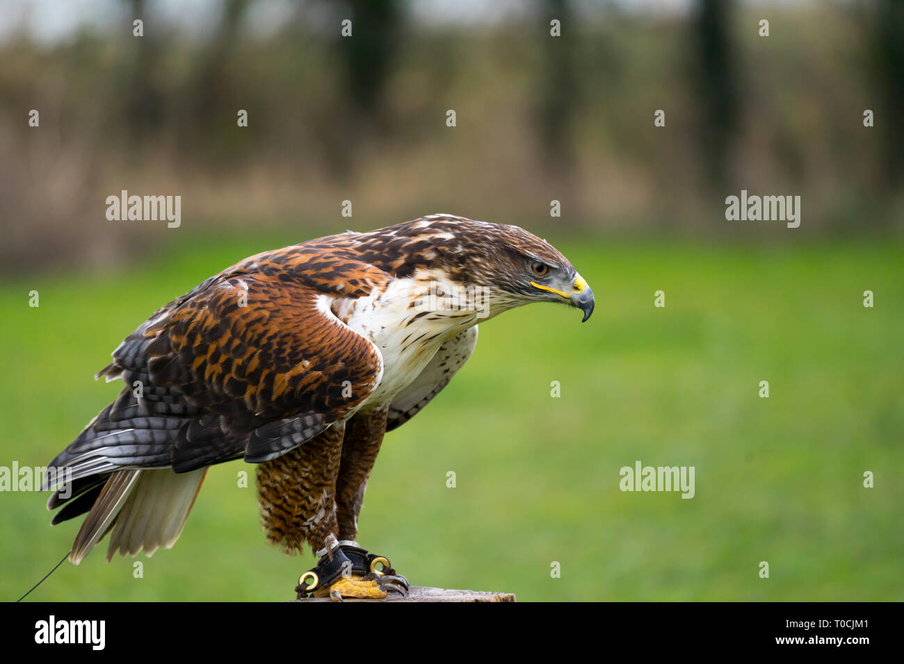 Ferruginous Hawk at a Falconry centre Stock Photo - Alamy
