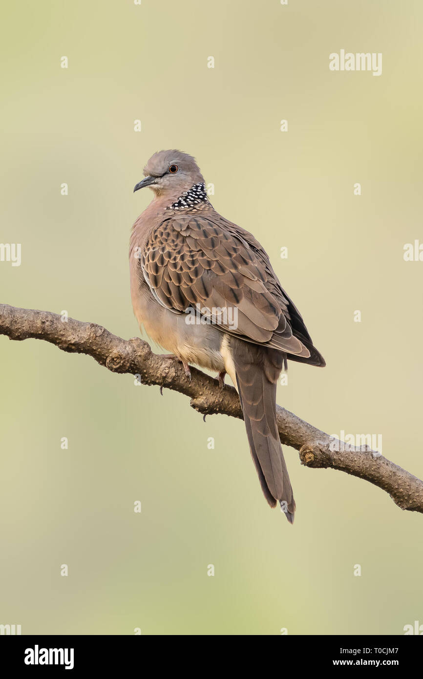 Green spotted dove hi-res stock photography and images - Alamy