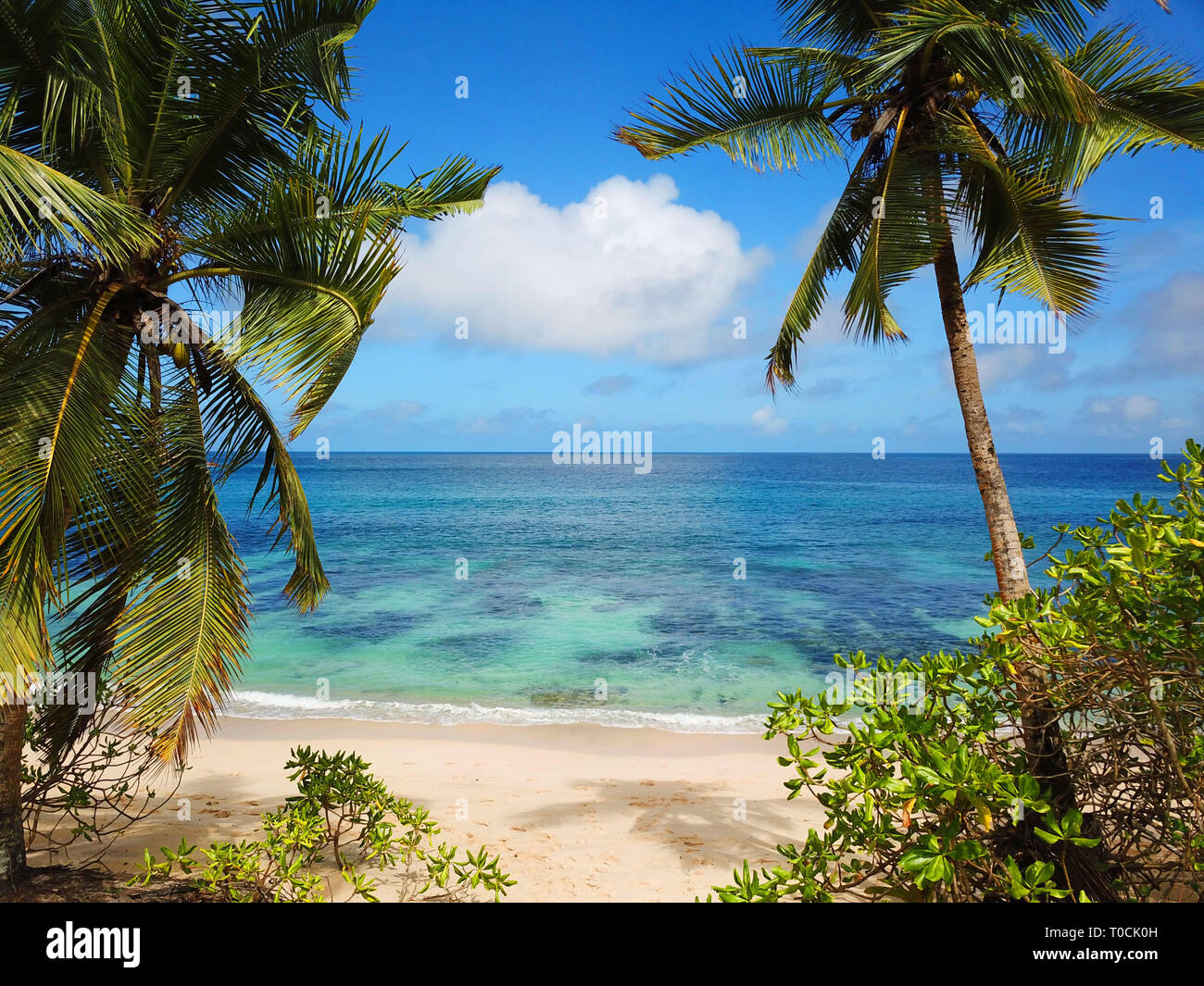 Indian Ocean Foliage High Resolution Stock Photography and Images - Alamy