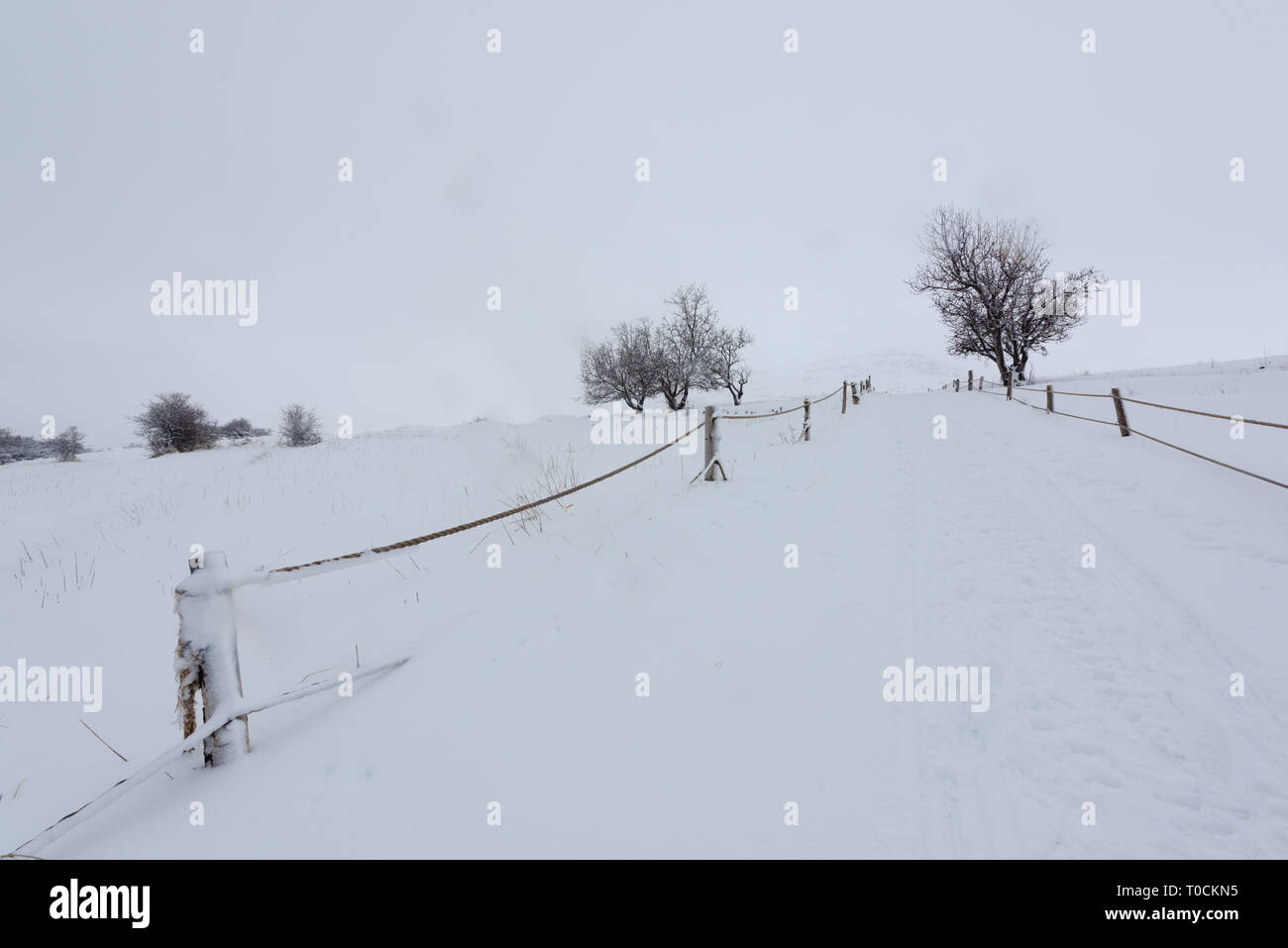 A dead lone tree is covered by snowfall in a winter landscape, with a ...