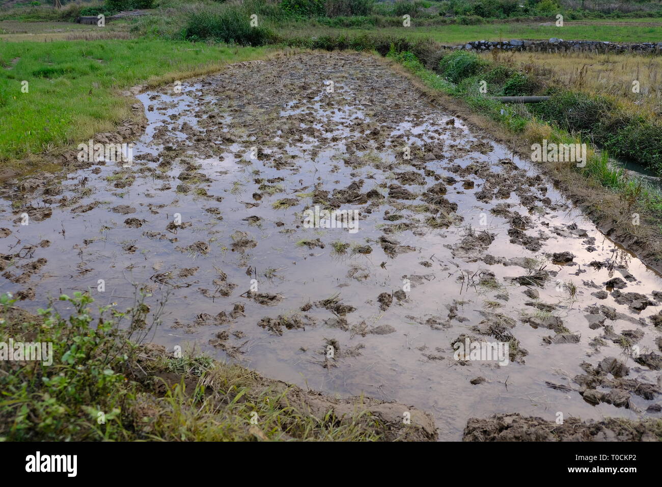 Sunset crop reflection Stock Photo - Alamy