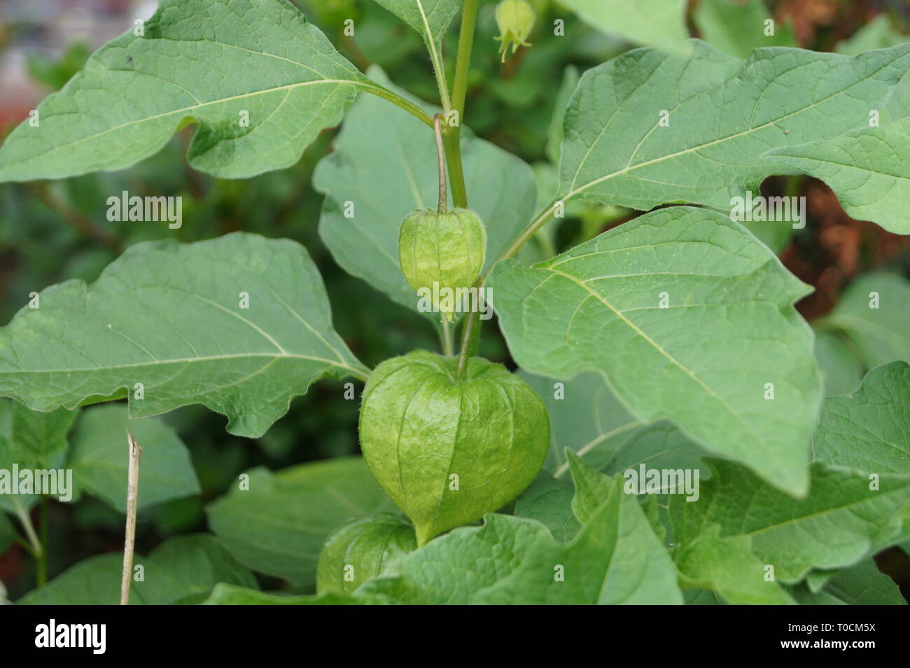 The orange fruit Physalis peruviana Stock Photo - Alamy