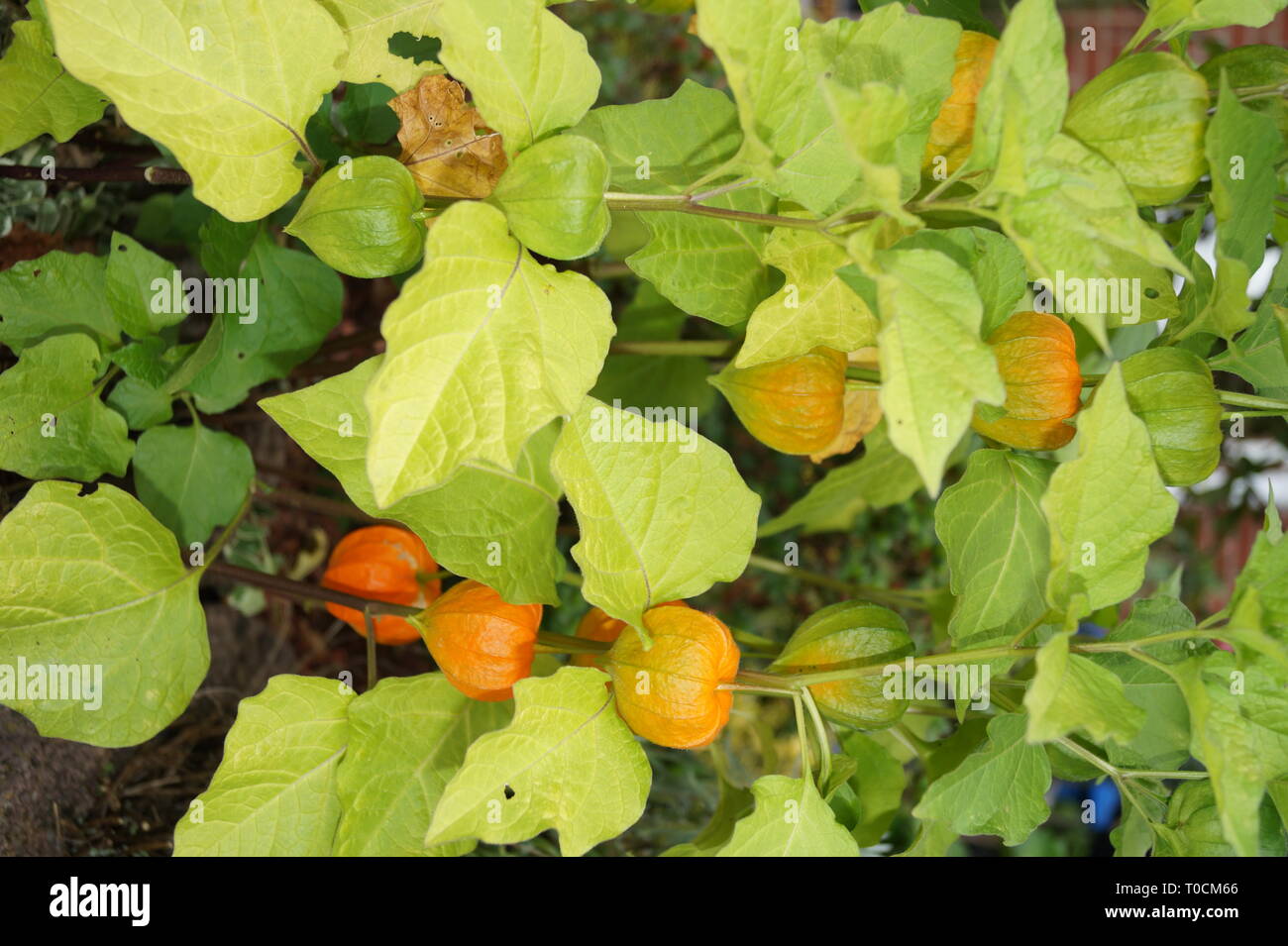The orange fruit Physalis peruviana Stock Photo - Alamy