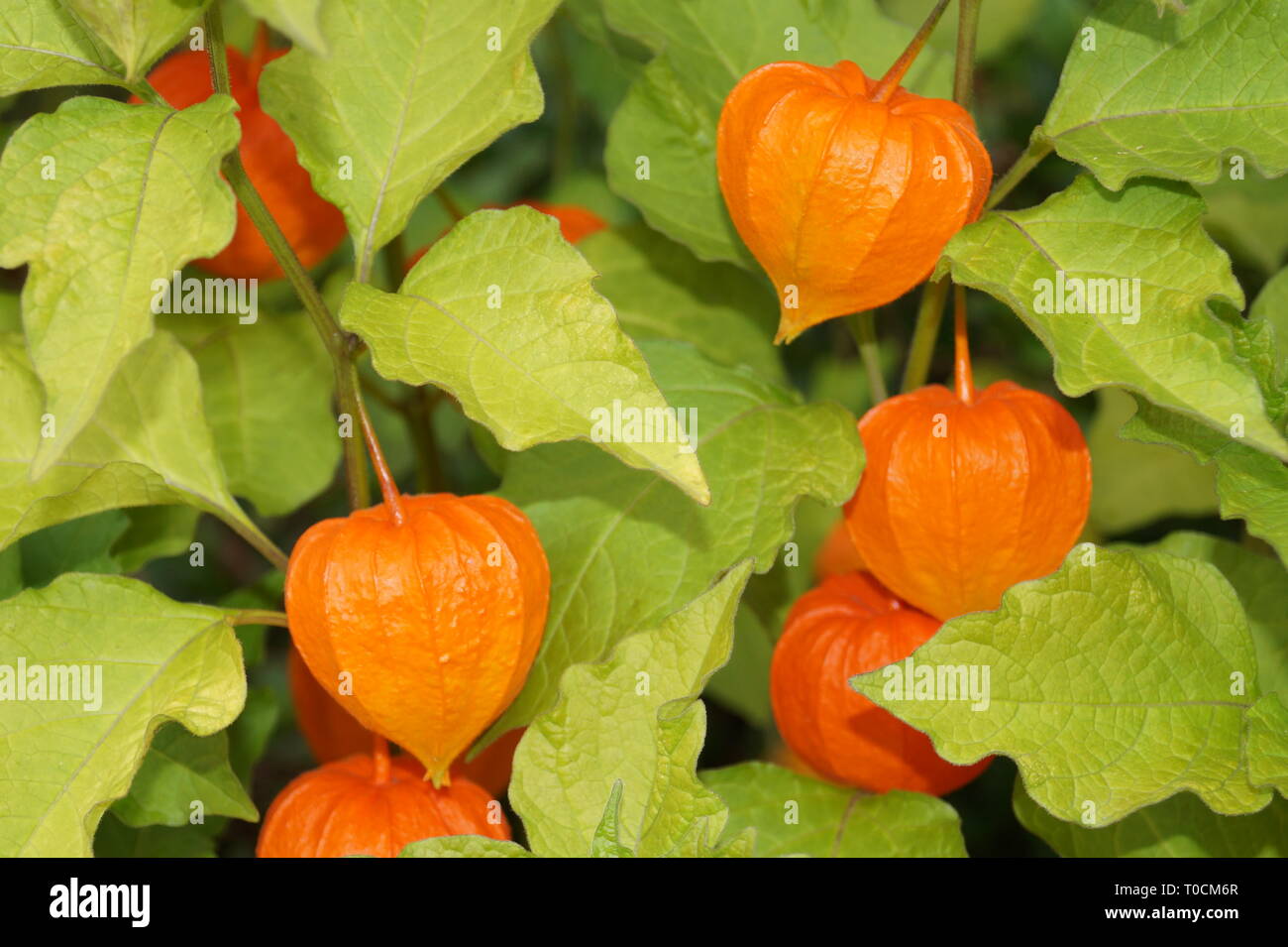 The orange fruit Physalis peruviana Stock Photo - Alamy