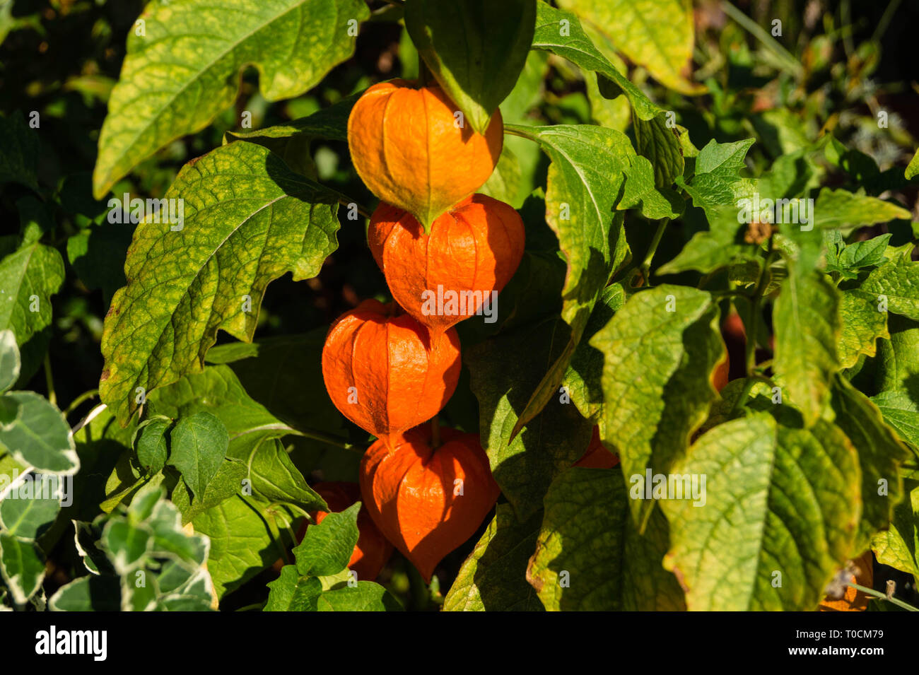 The orange fruit Physalis peruviana Stock Photo - Alamy