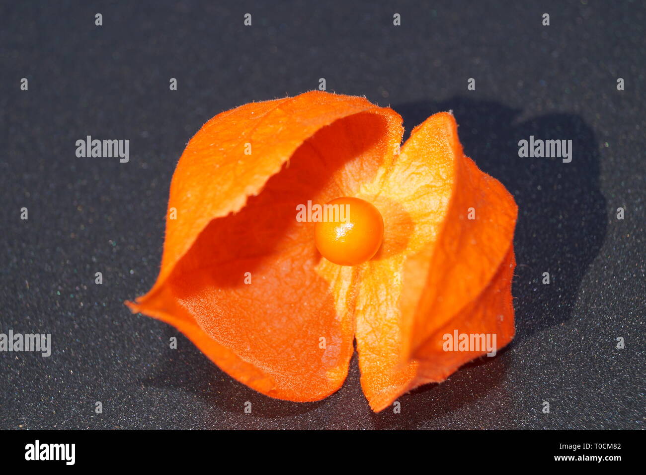 Physalis peruviana growing hi-res stock photography and images - Alamy