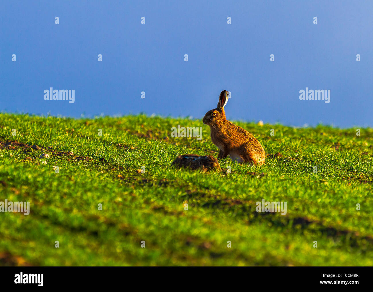 English countryside in march hi-res stock photography and images - Alamy