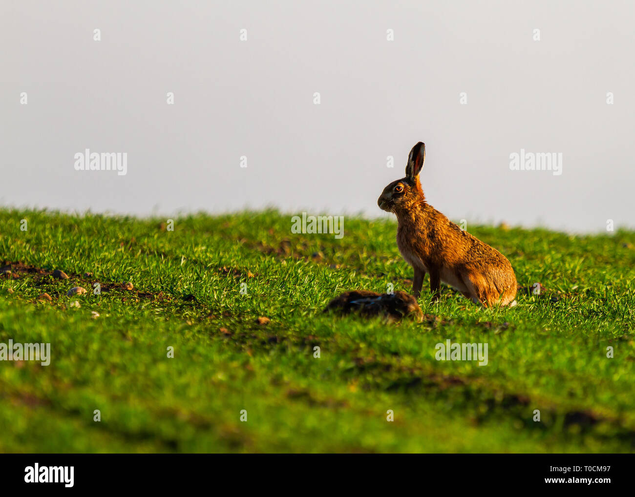 Visit crewe hi-res stock photography and images - Alamy