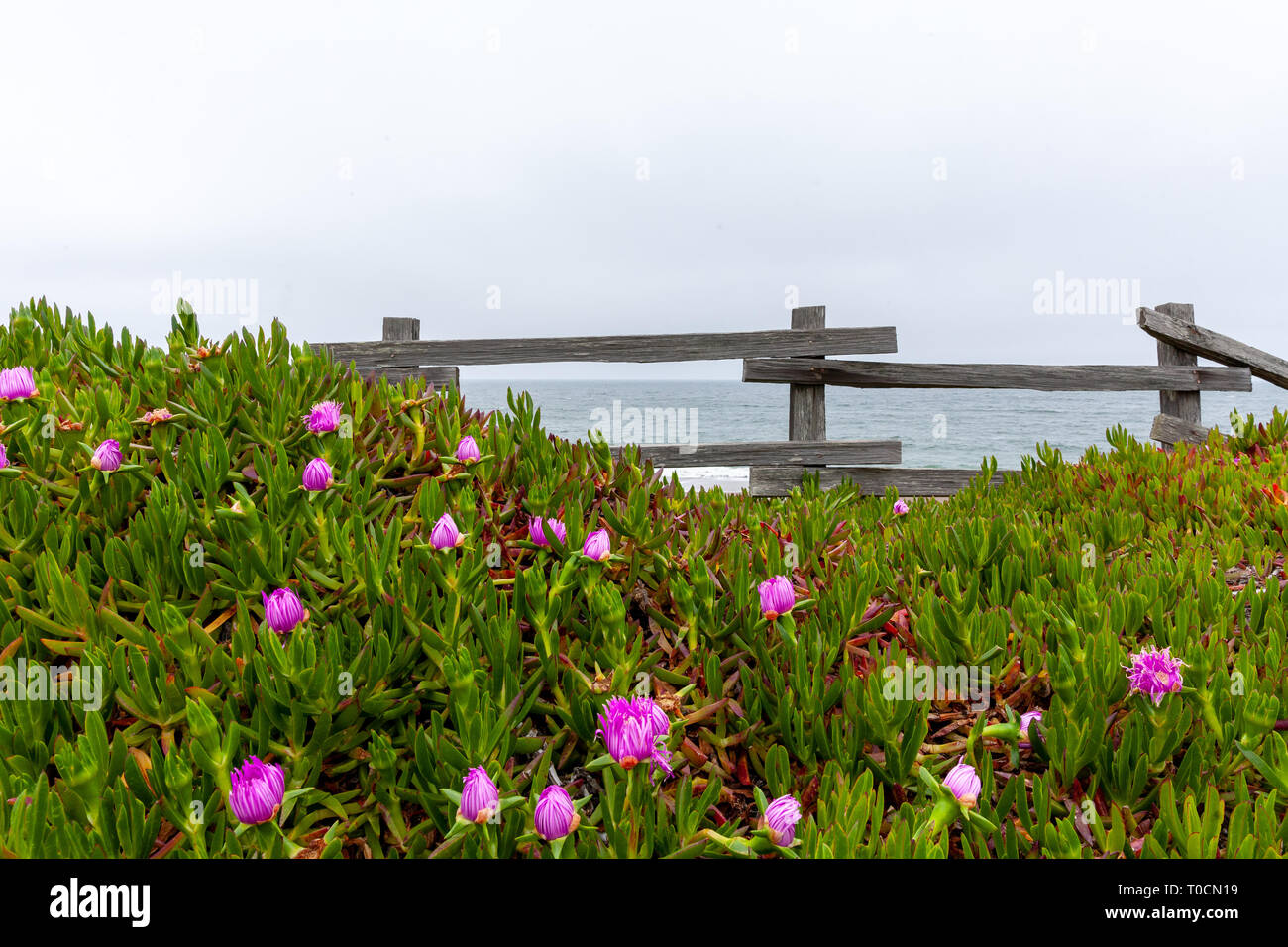 Dune purple flowers hi-res stock photography and images - Alamy