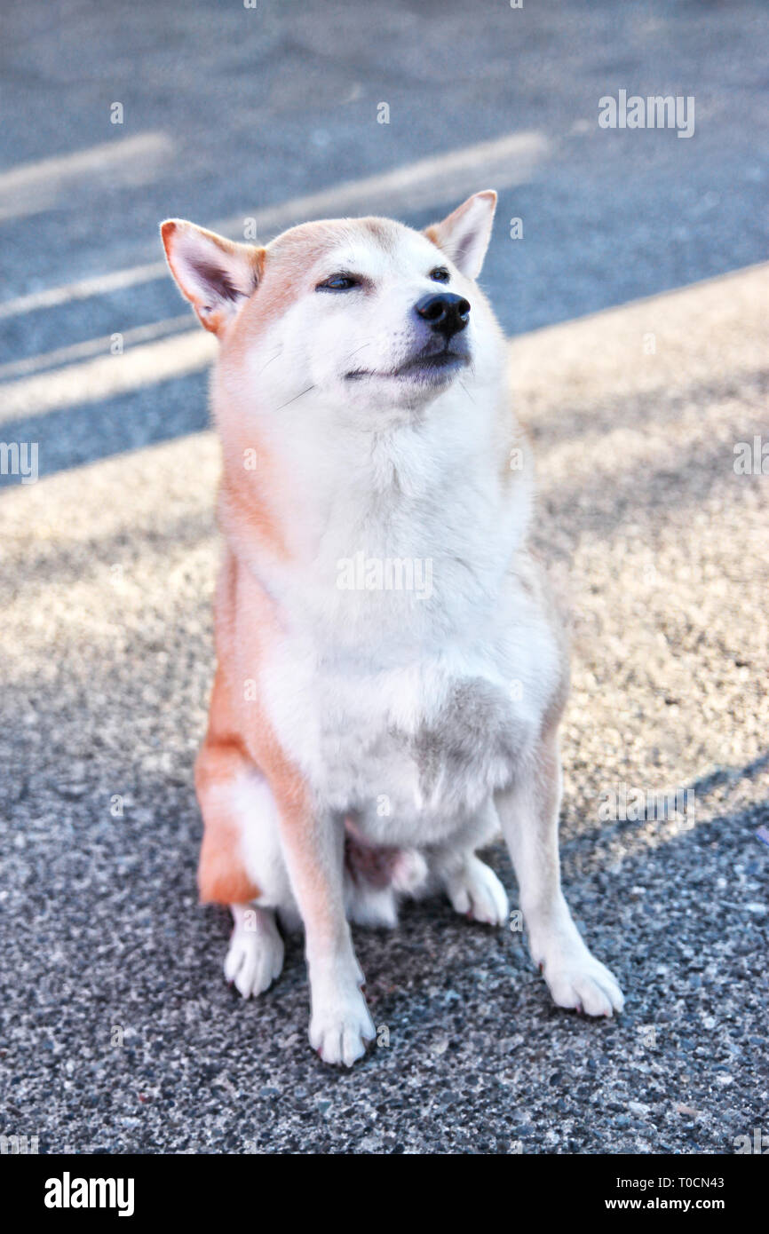 Well trained Shiba Inu dog in sitting position. It is the smallest of ...