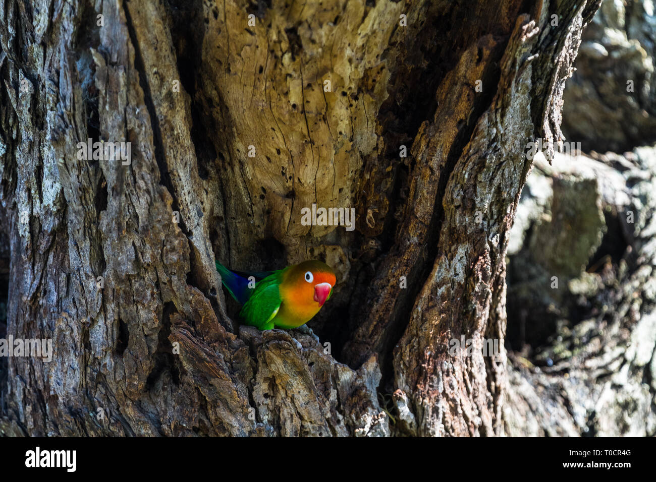 Small parrot guards the nest. Serengeti, Tanzania Stock Photo - Alamy