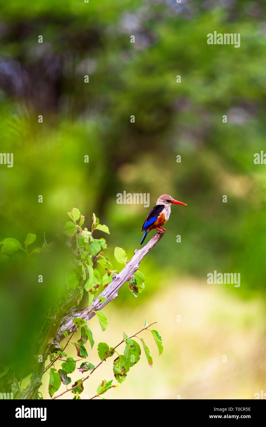 Beautiful tropical kingfisher bird hi-res stock photography and images ...