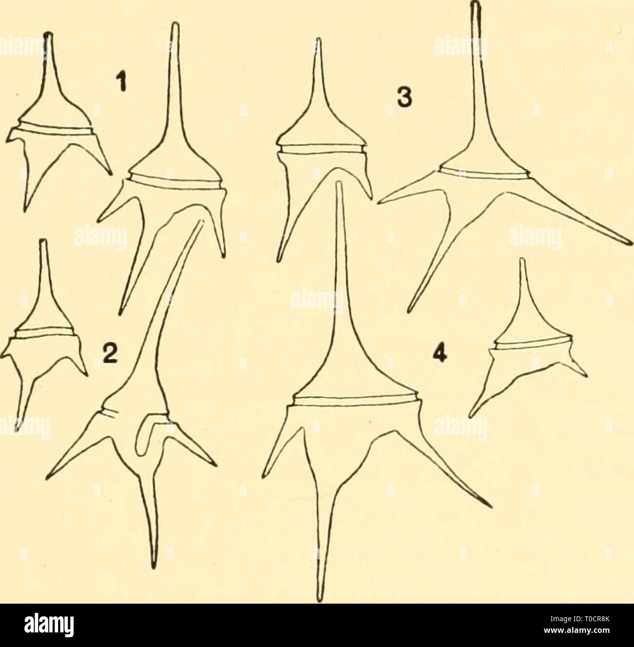 Ecological animal geography; an authorized Stock Photo - Alamy