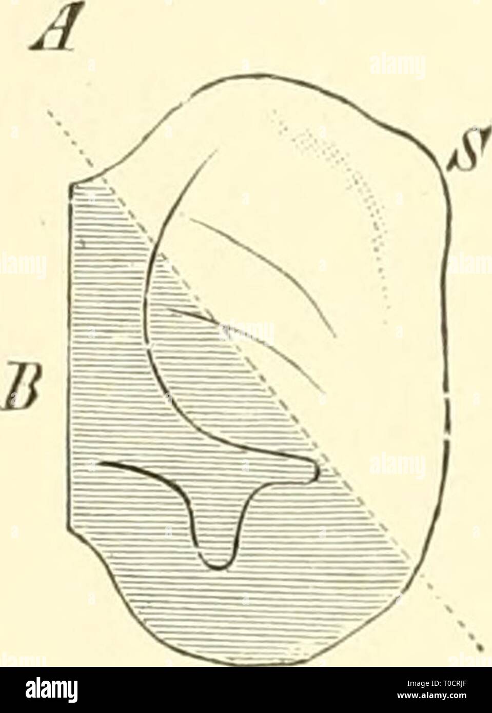 Einführung in die vergleichende Anatomie Einführung in die ...