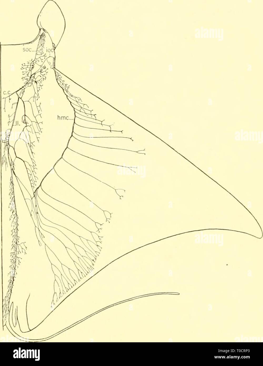 The elasmobranch fishes (1934) The elasmobranch fishes ...