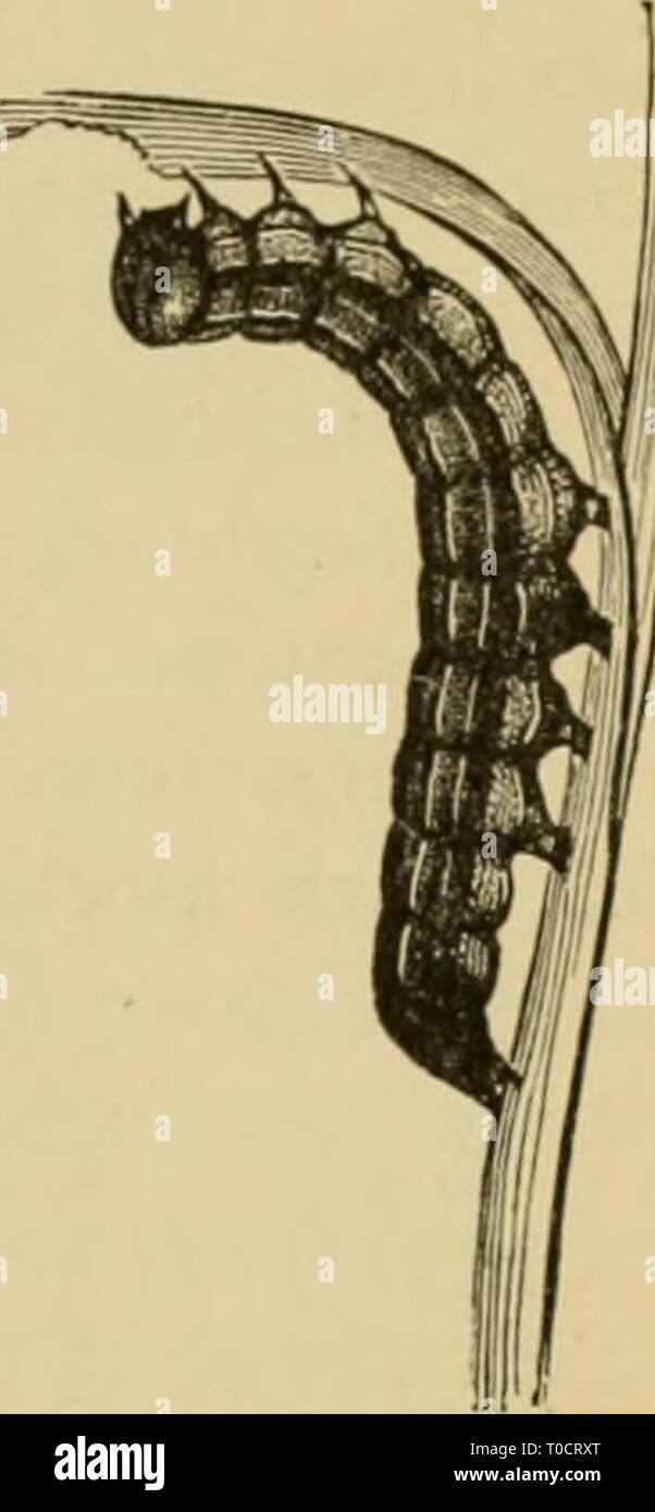 Inch worm drawing hi-res stock photography and images - Alamy