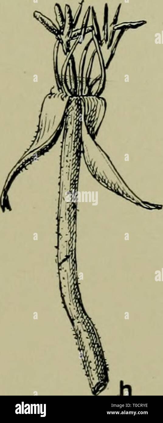 Effects of the rays of Effects of the rays of radium on plants ...