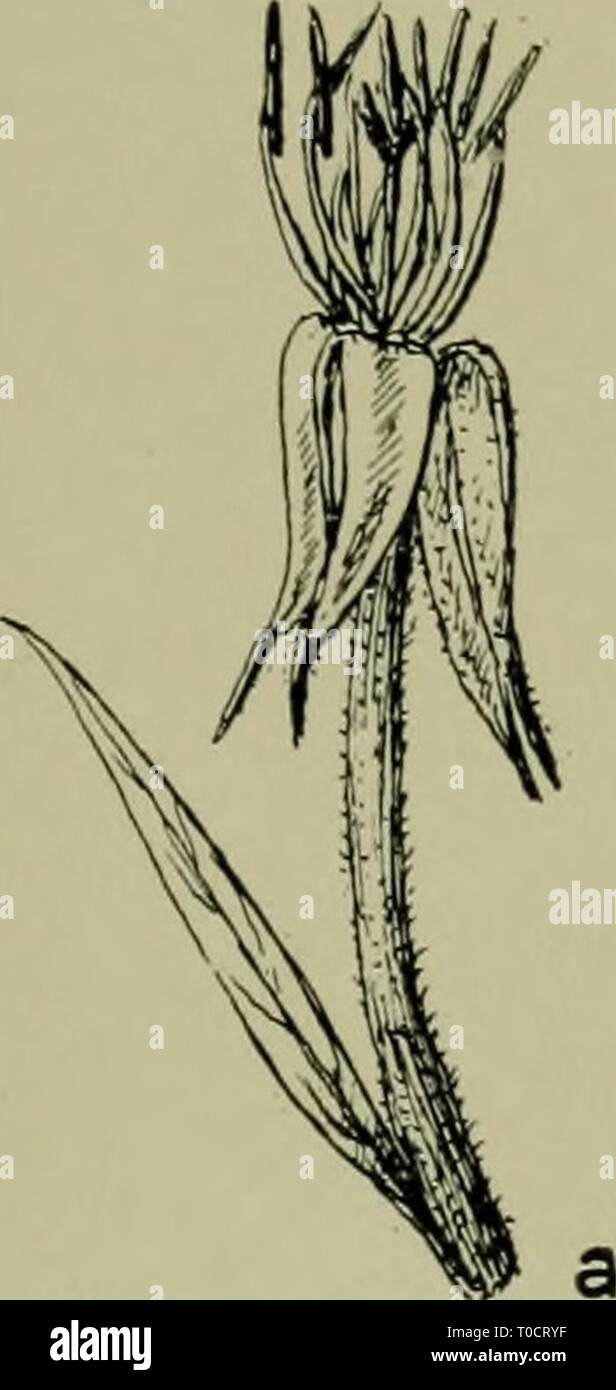 Effects of the rays of Effects of the rays of radium on plants ...