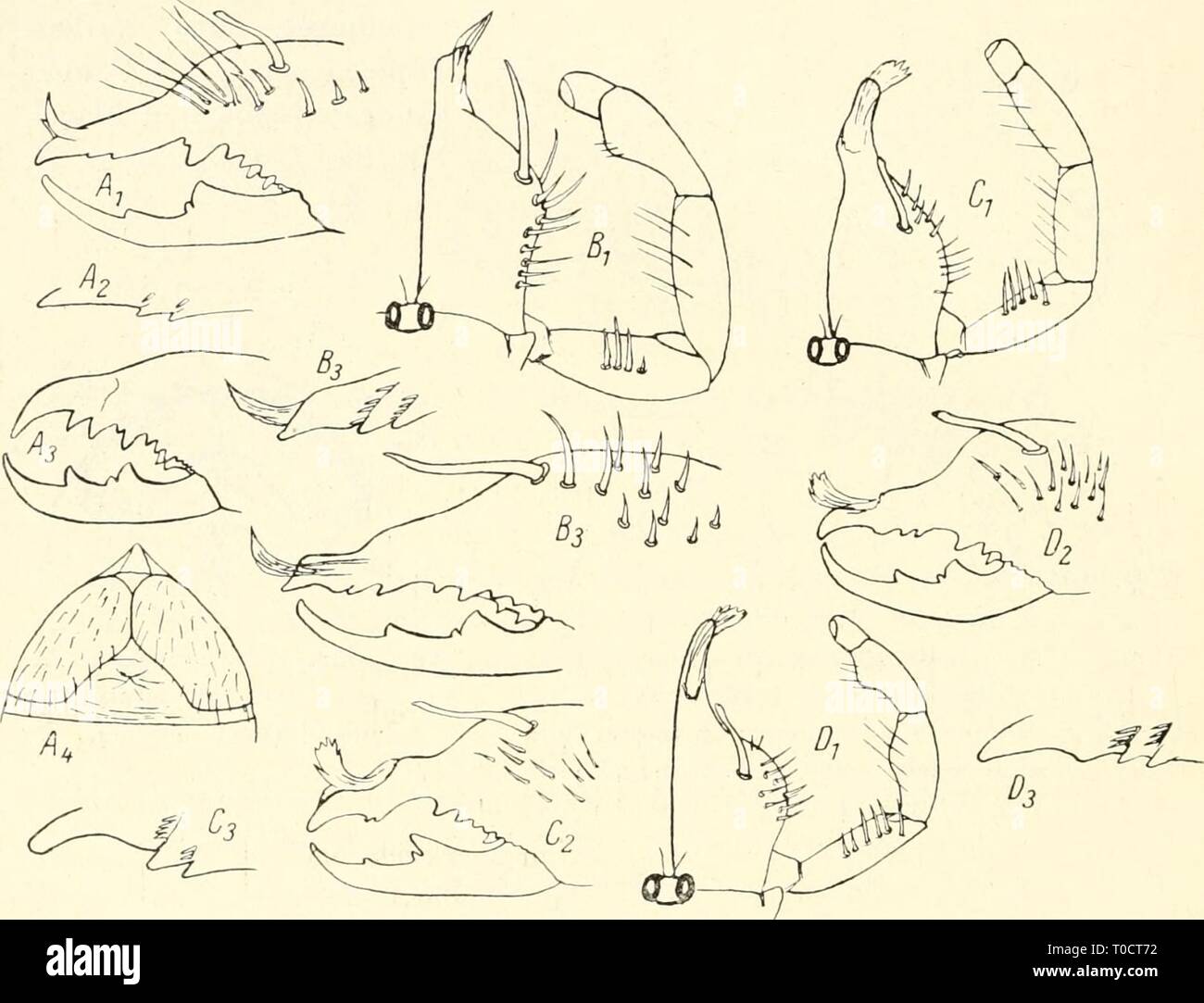 Gylippus hi-res stock photography and images - Alamy