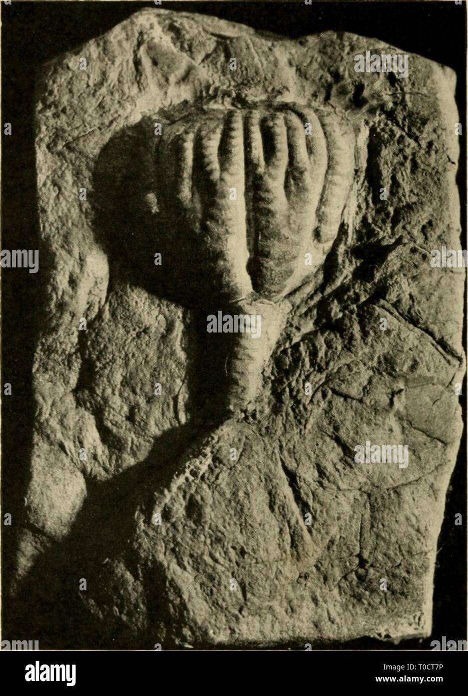 Crinoid illustration hi-res stock photography and images - Alamy