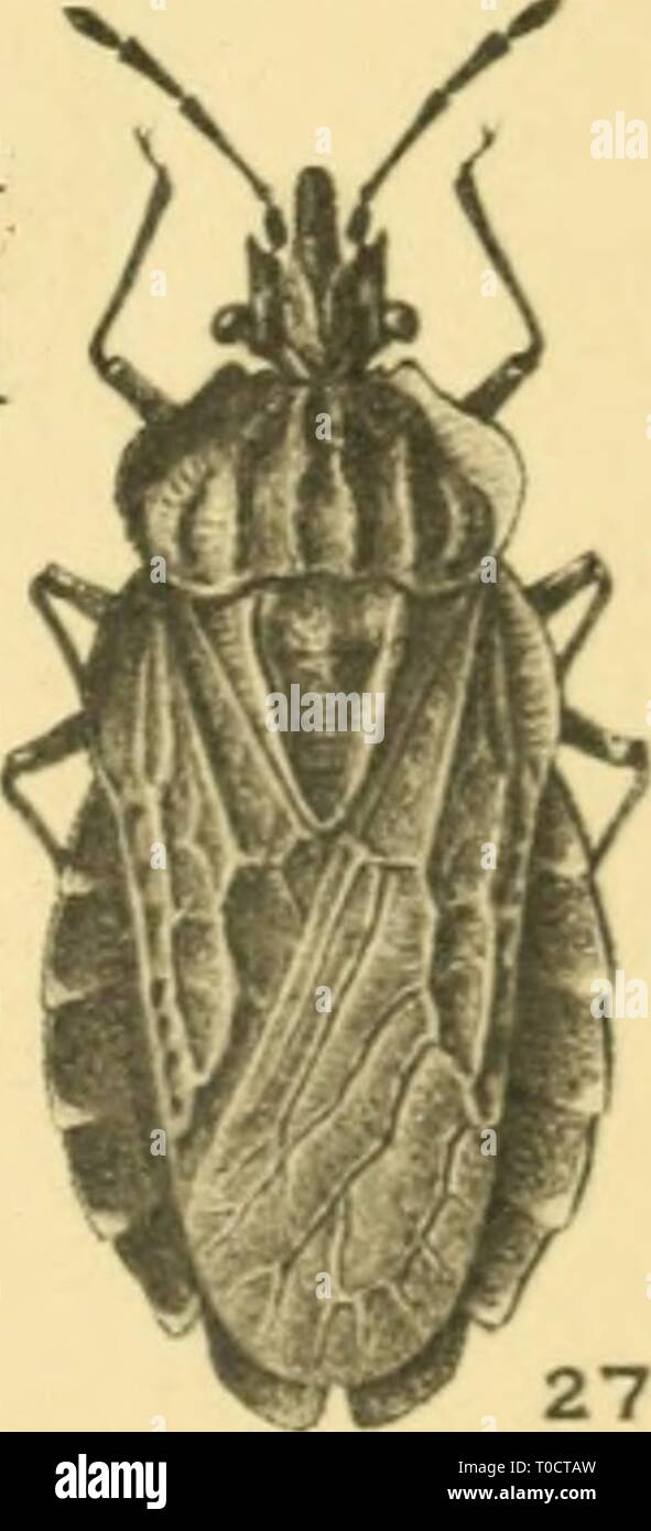 Dysodiidae i Aradidae (1913 Stock Photo - Alamy