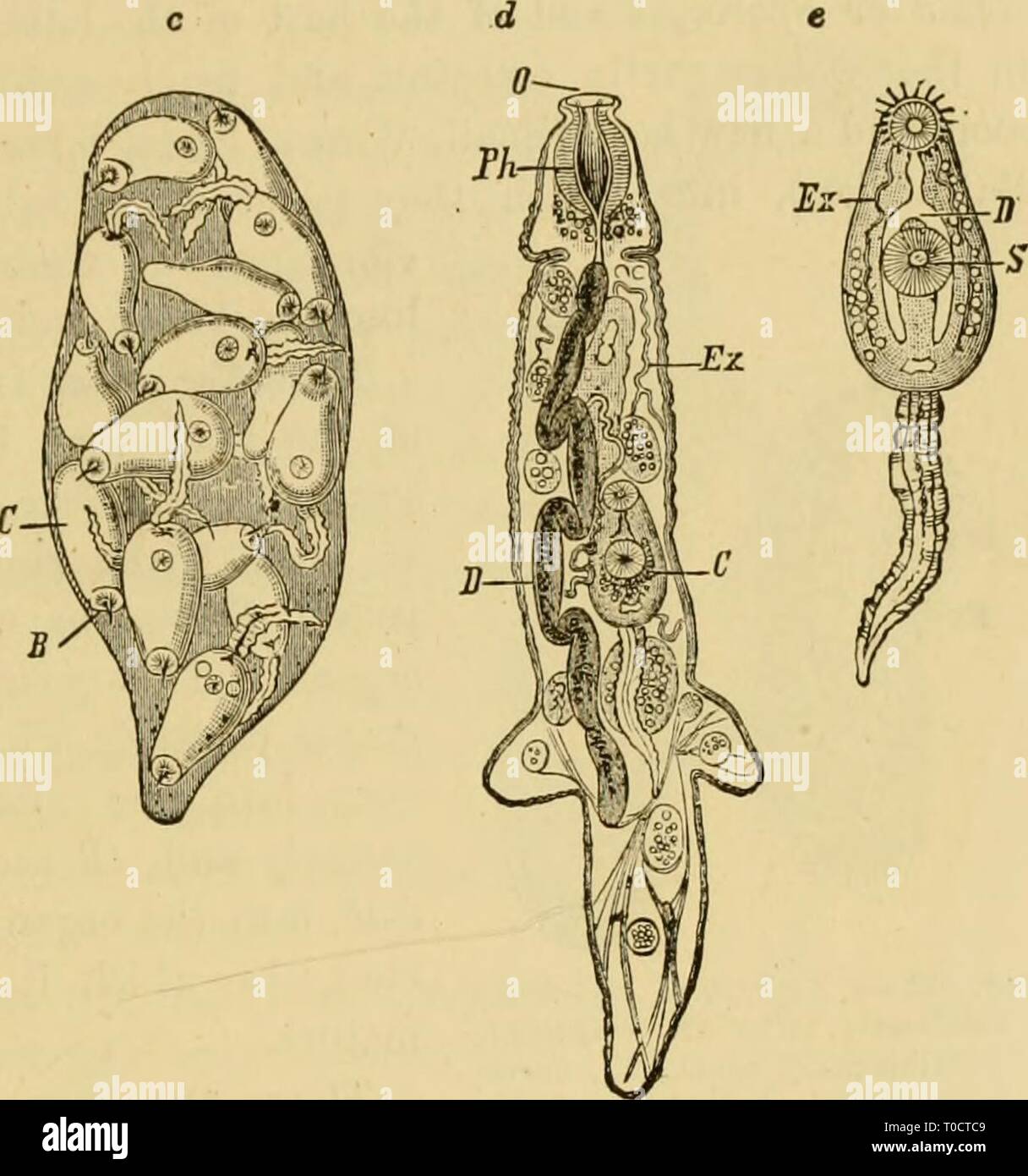 Cercaria hi-res stock photography and images - Alamy