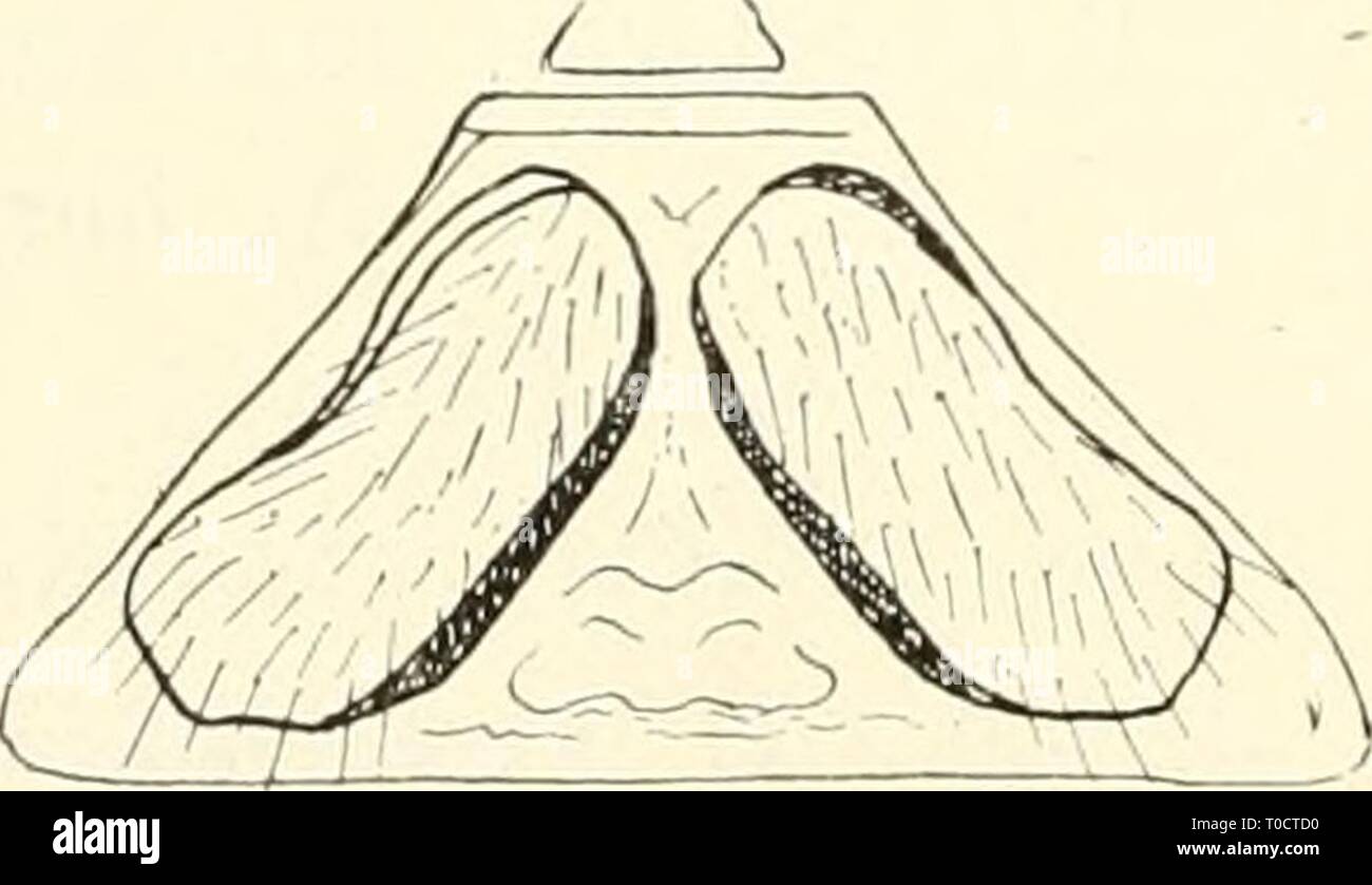Chelicere hi-res stock photography and images - Alamy