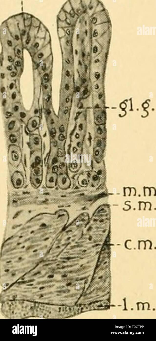 The effects of inanition and Stock Photo - Alamy