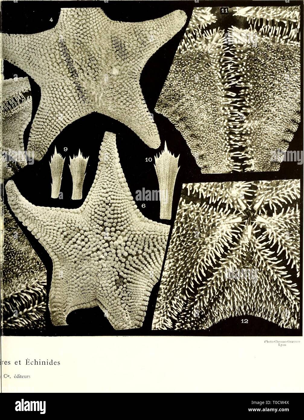 Echinodermes (astéries, ophiures et échinides Stock Photo - Alamy