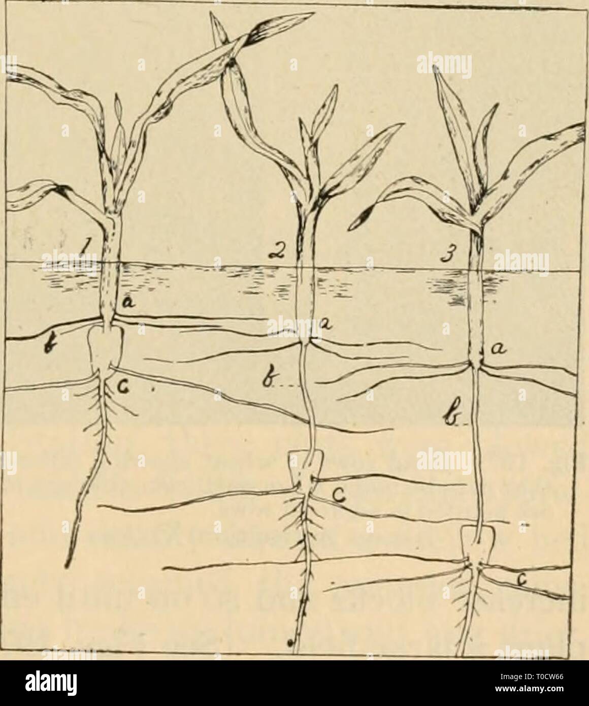 Deep root system hi-res stock photography and images - Alamy