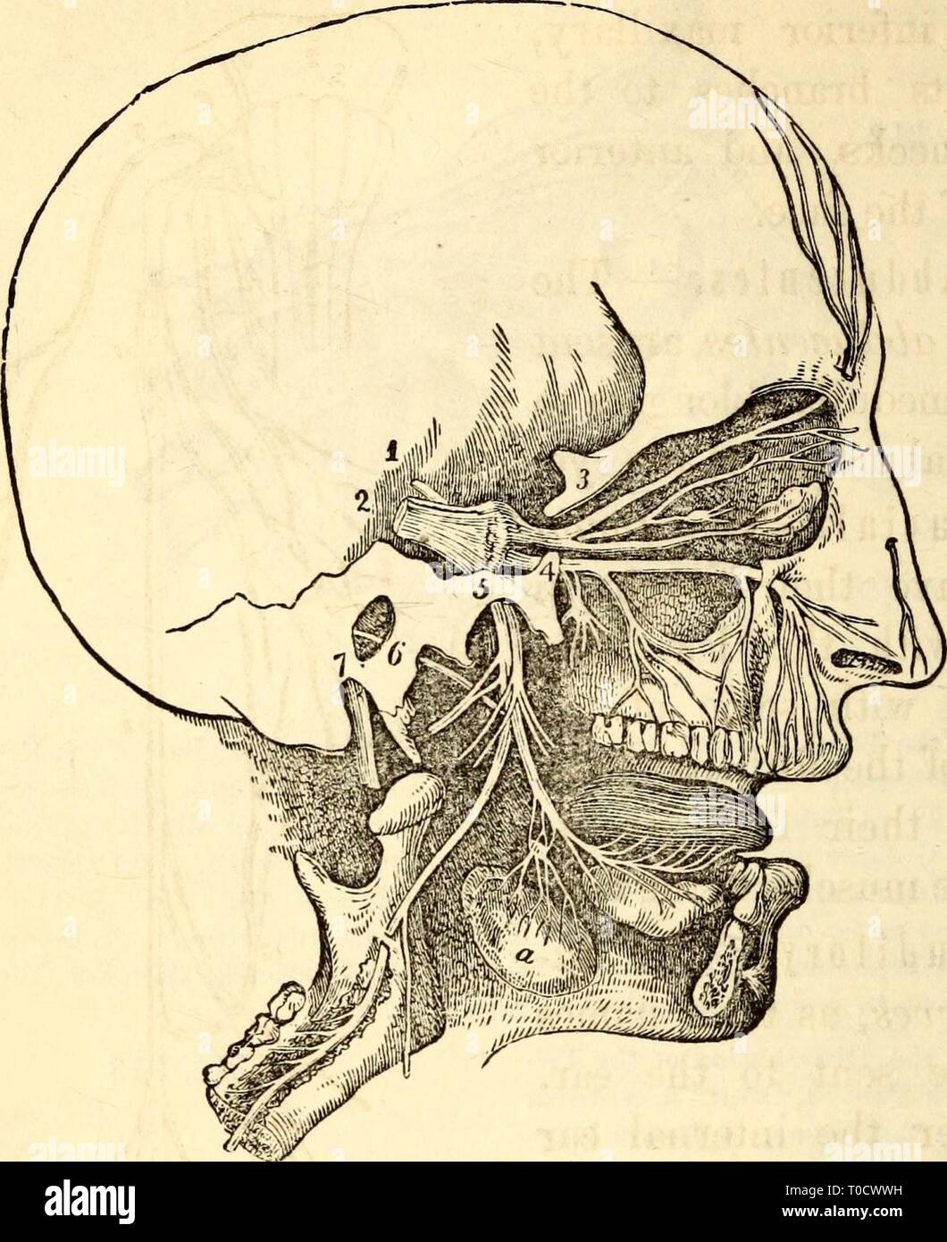Submaxillary Gland High Resolution Stock Photography and Images - Alamy