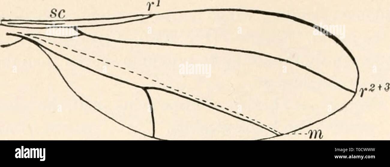 Elementary entomology ([c1912]) Elementary entomology ...