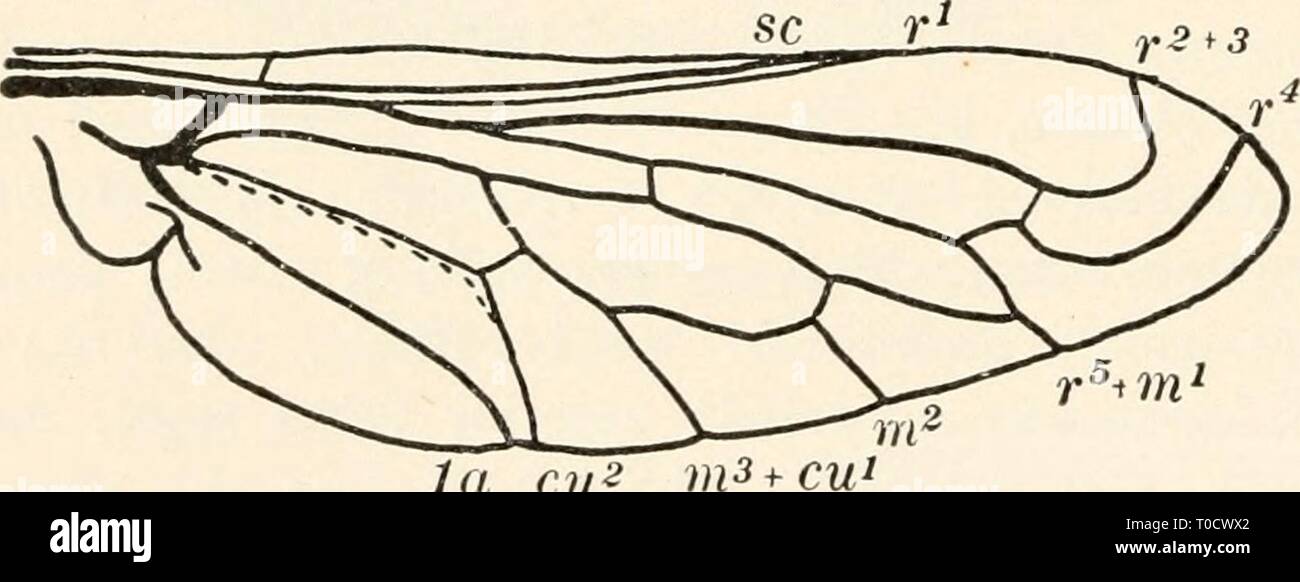 Elementary entomology ([c1912]) Elementary entomology ...