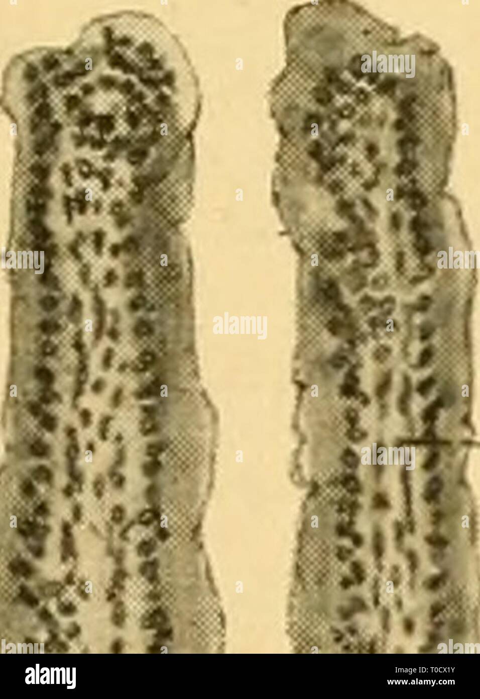 The effects of inanition and Stock Photo - Alamy