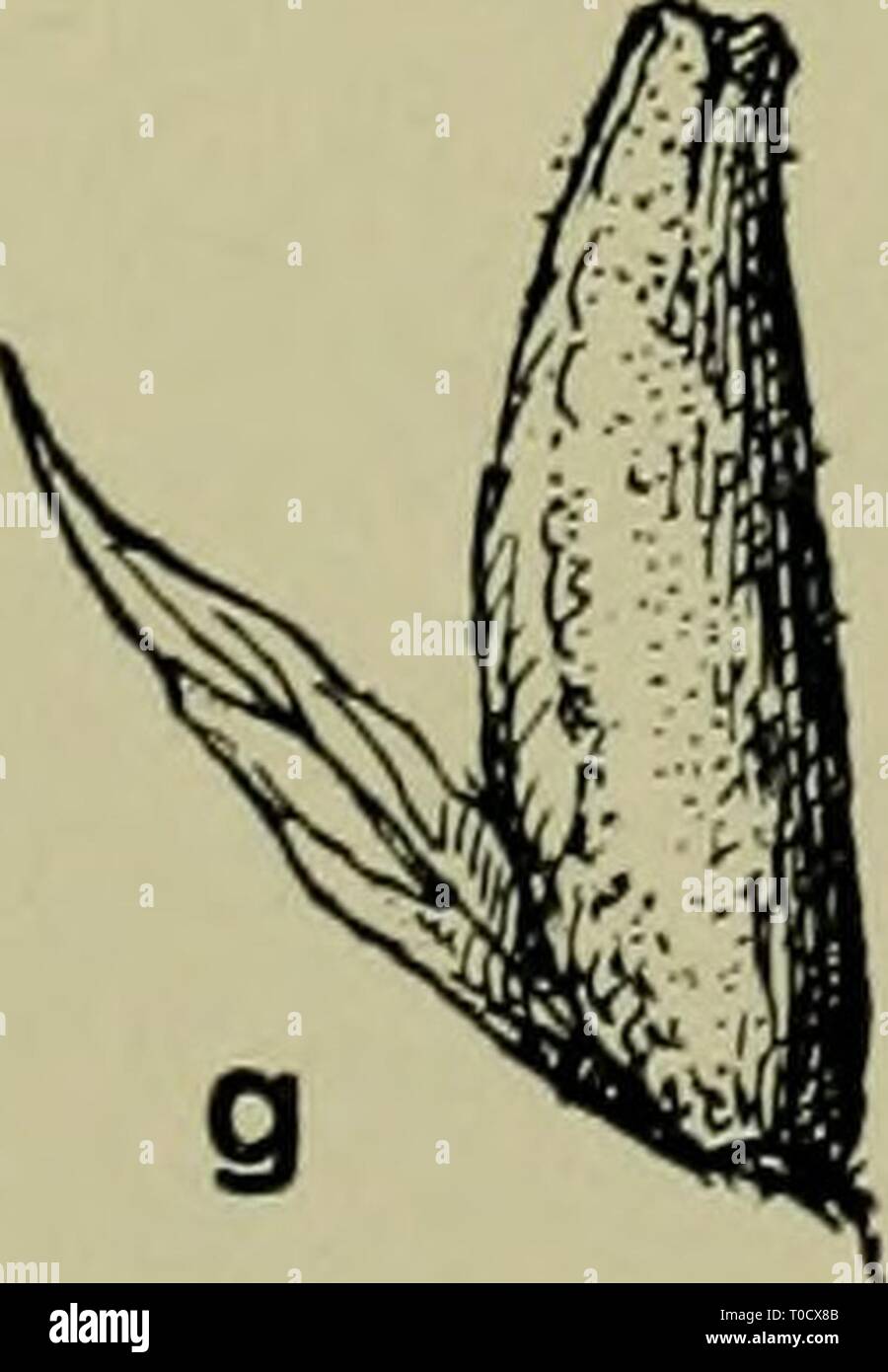 Effects of the rays of Effects of the rays of radium on plants ...